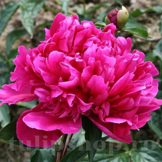 Bulbi Bujori Big Ben (Paeonia)