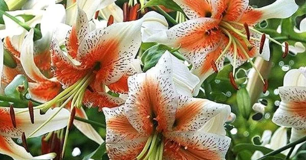 Bulbi Crin Lady Alice (Lilium)
