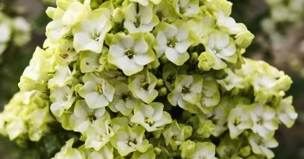 Bulbi Flox Orchid Green (Phlox)