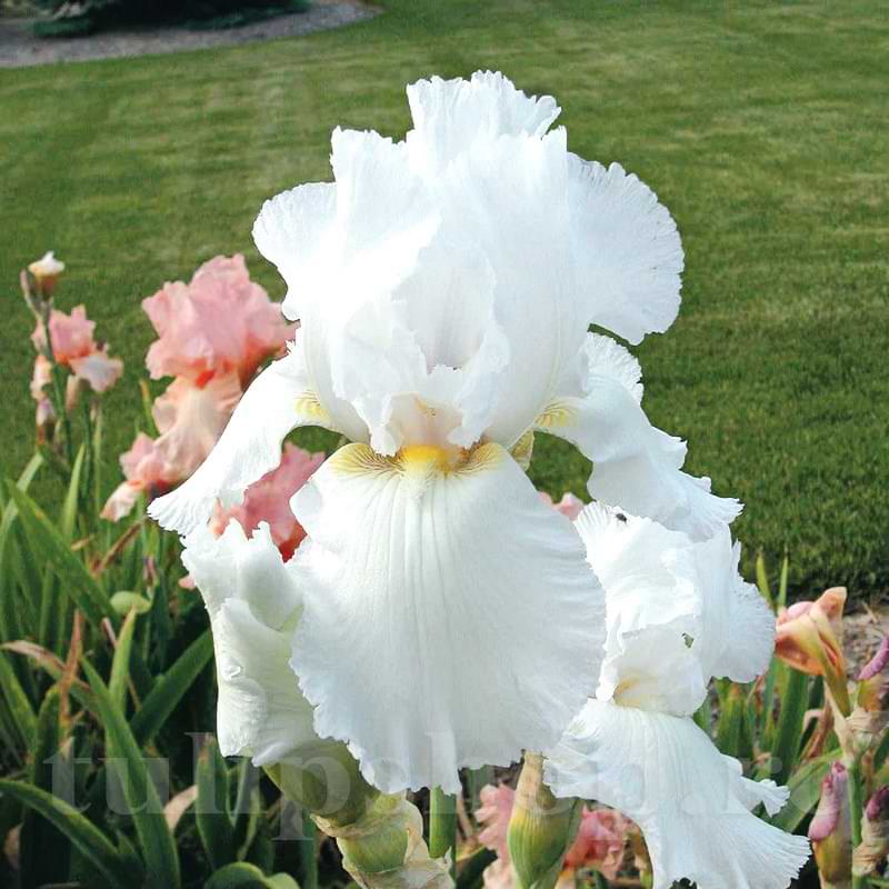 Bulbi Iris White Knight (Stanjenel)