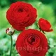 Bulbi Ranunculus Rosu (Piciorul Cocosului)